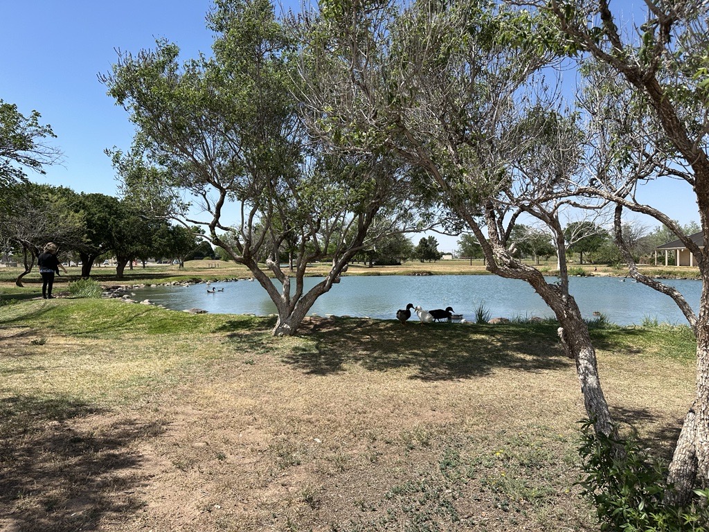 Faces of UTPB: The Duck Ponds - The University of Texas Permian Basin ...