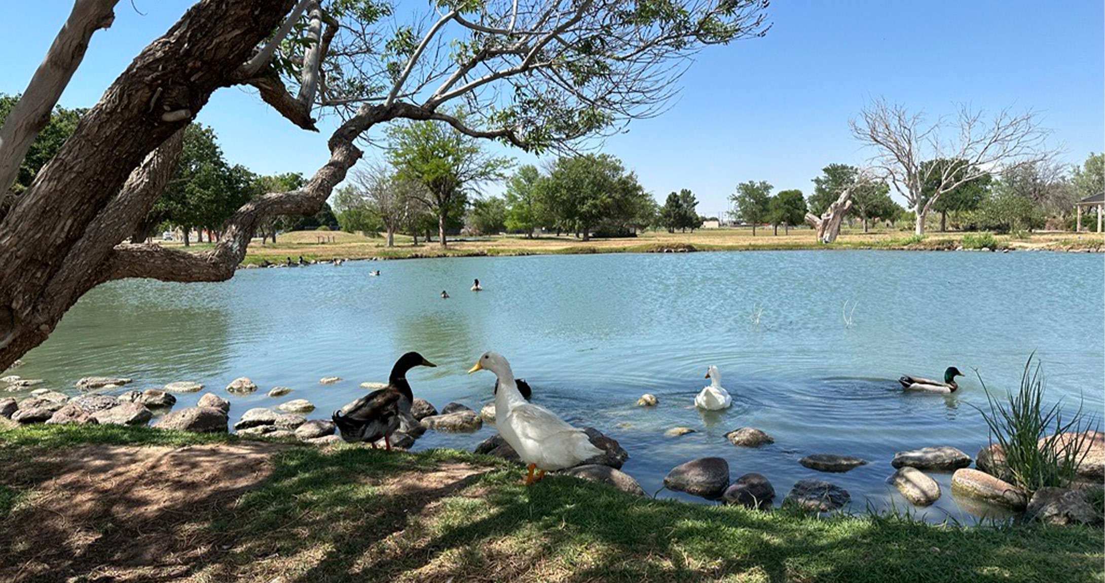 Faces of UTPB: The Duck Ponds - The University of Texas Permian Basin | UTPB